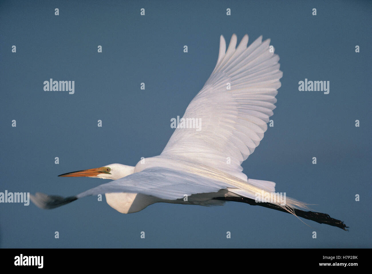 Great Egret (Ardea alba) flying, Africa Stock Photo - Alamy