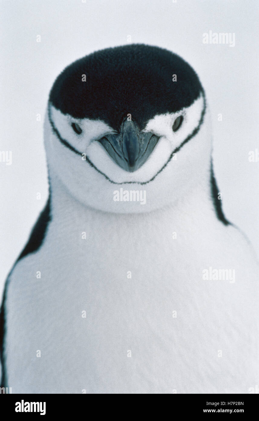 Chinstrap Penguin (Pygoscelis antarctica) portrait, Antarctica Stock ...