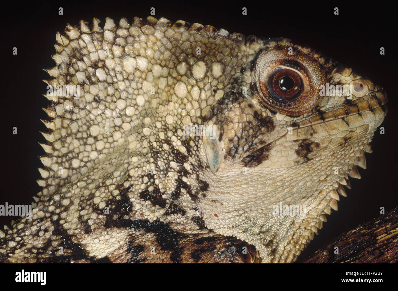 Casque-headed Lizard (Corytophanes hernandezii), Peru Stock Photo - Alamy