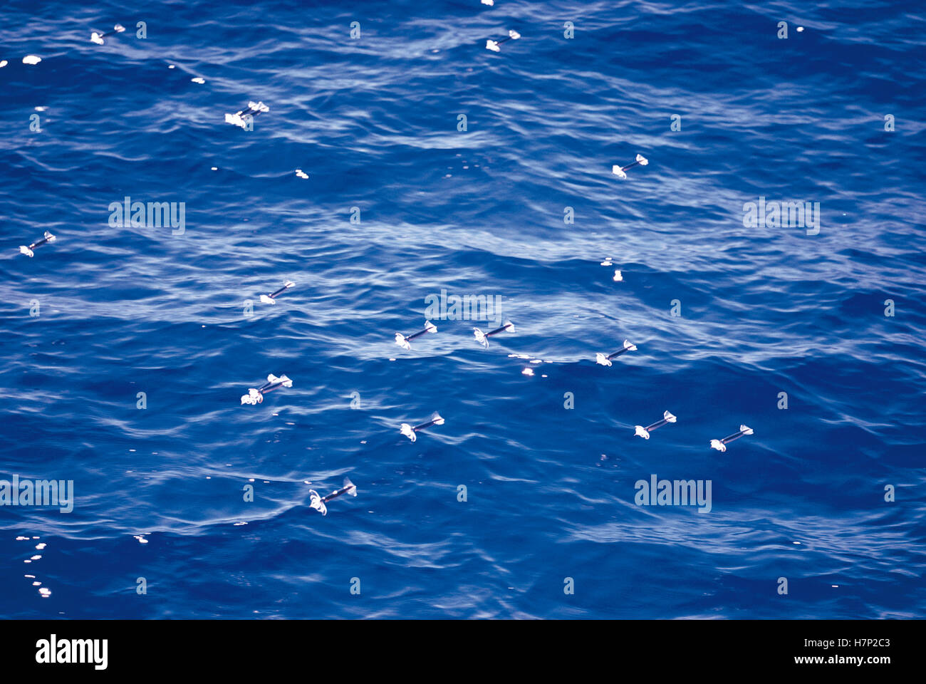 Flying squid group, Christmas Island, Australia Stock Photo - Alamy