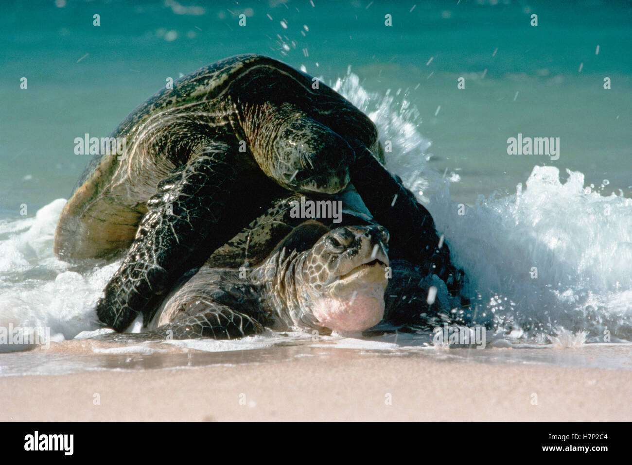 Green Sea Turtle (Chelonia mydas) couple mating, Hawaii Stock Photo - Alamy