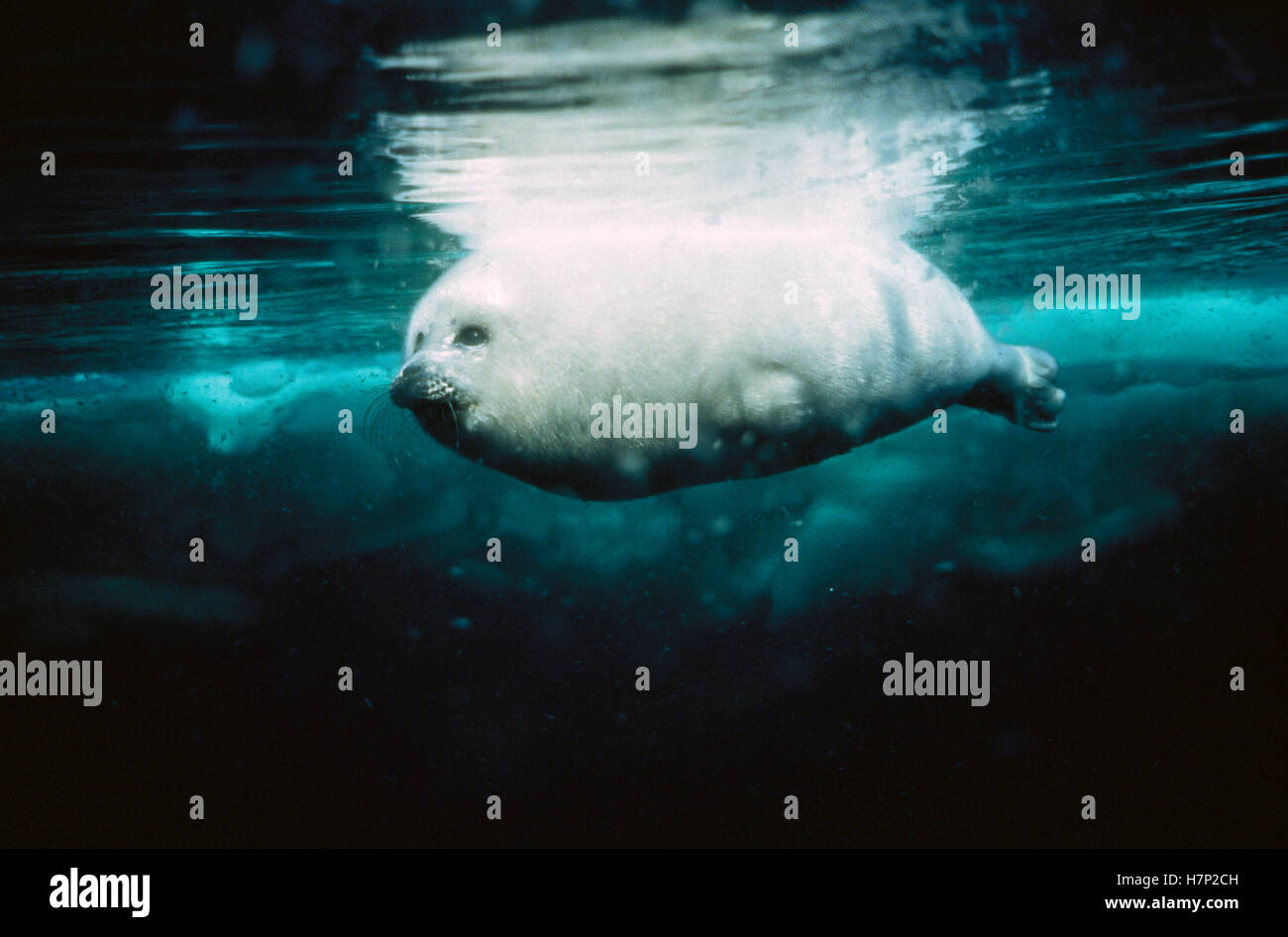 Harp Seal Underwater