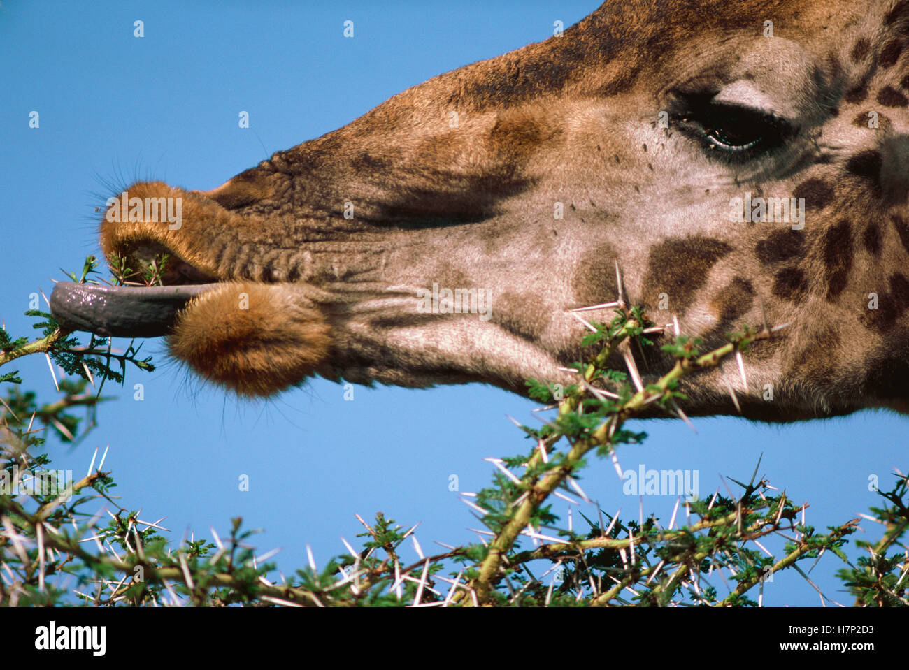Giraffe (Giraffa camelopardalis) feeding on Whistling Thorn (Acacia ...