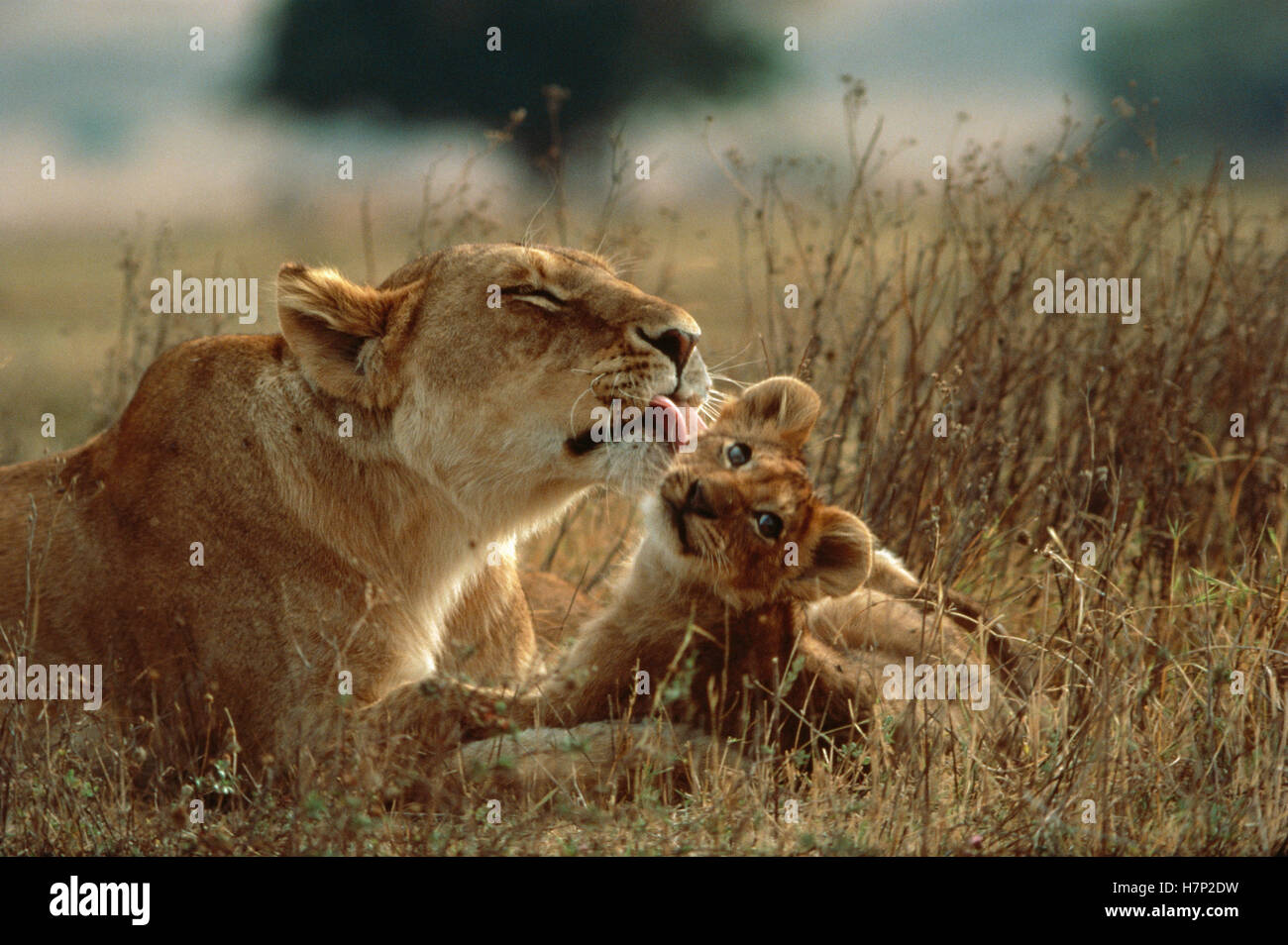 Lioness washing cub hi-res stock photography and images - Alamy