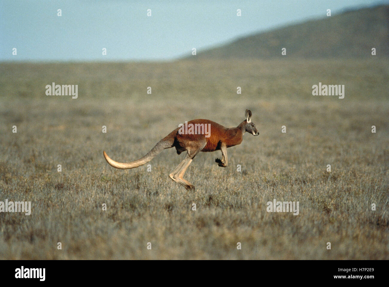 Red Kangaroo (Macropus rufus) hopping across landscape, Australia Stock ...
