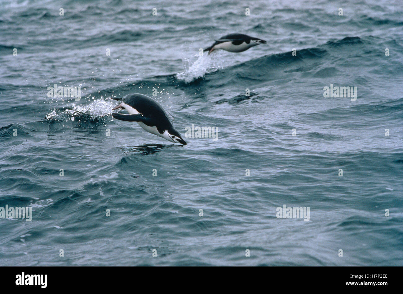 Chinstrap Penguin (Pygoscelis antarctica) pair porpoising through waves ...