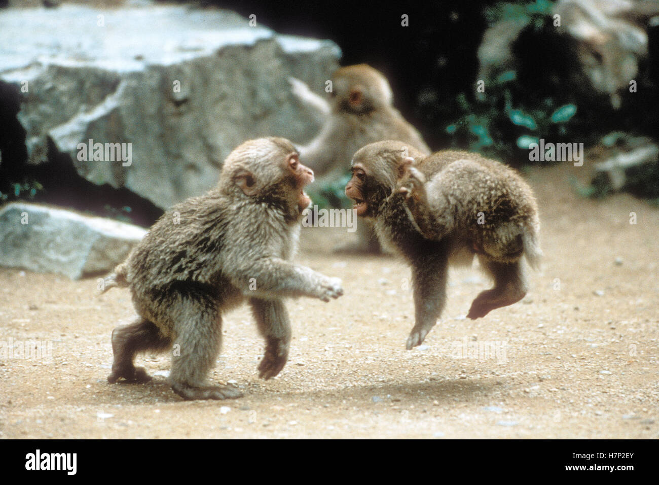Japanese Macaque (Macaca fuscata) babies playing, Japan Stock Photo - Alamy