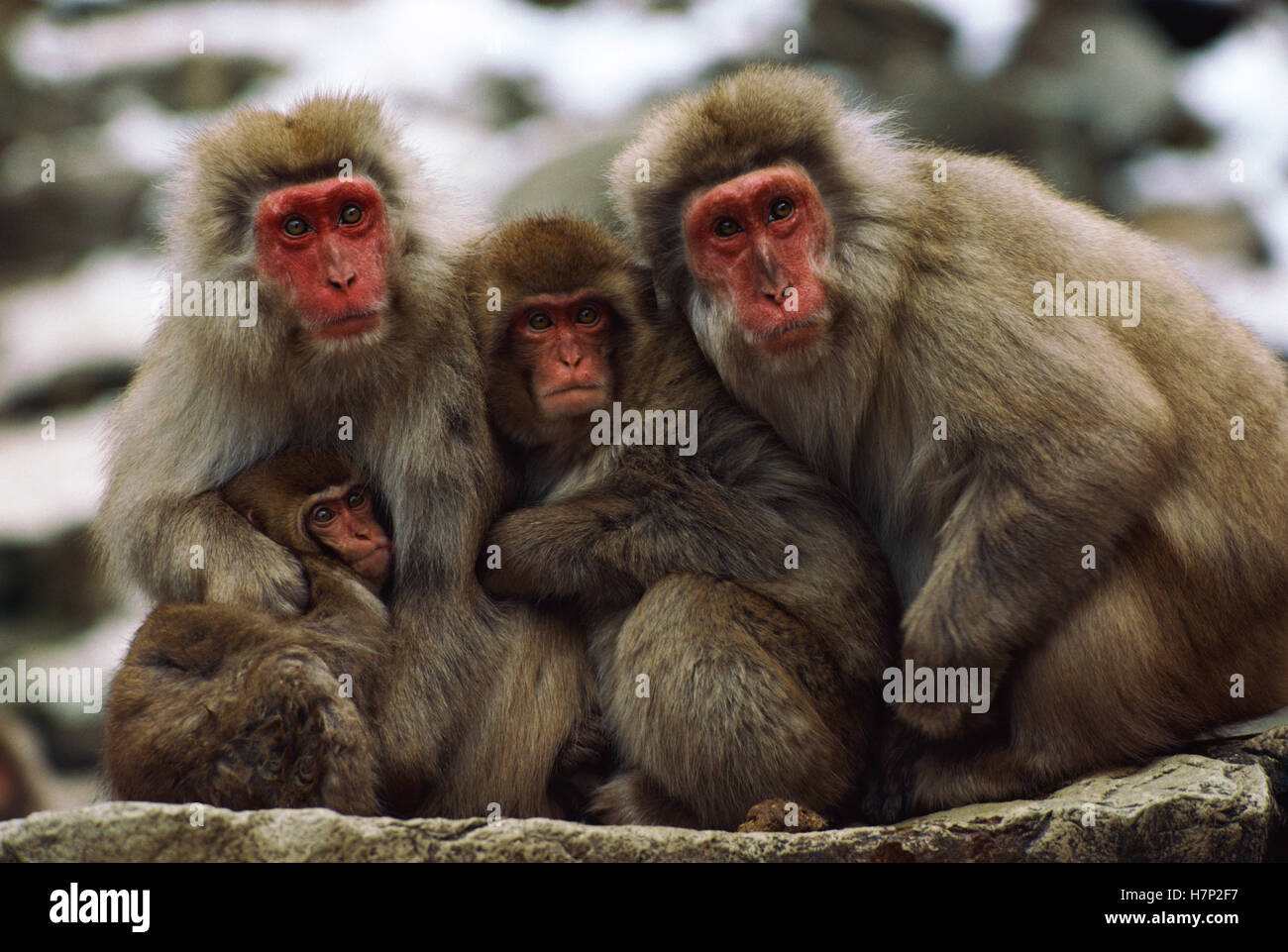 Japanese Macaque (Macaca fuscata) group with infant sitting in a line ...