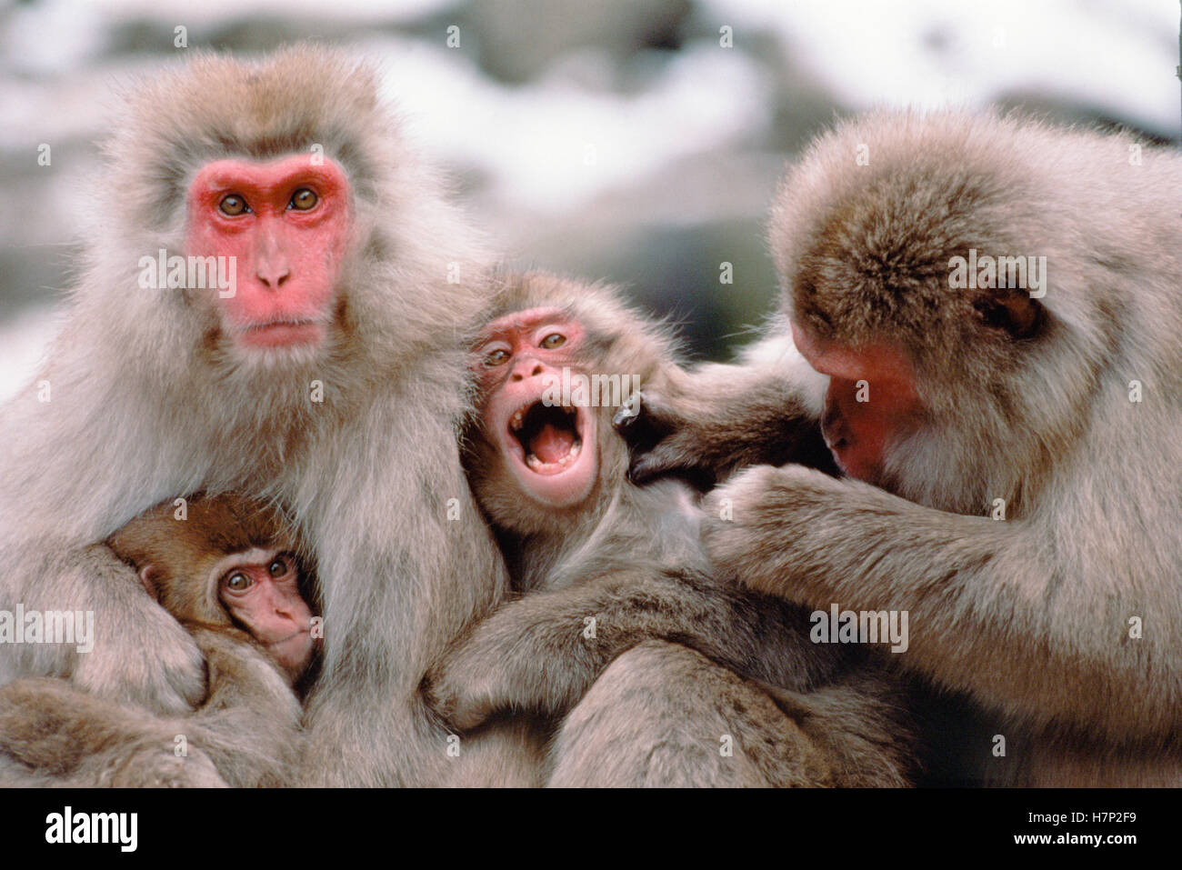 Japanese Macaque (Macaca fuscata) group grooming with one calling ...
