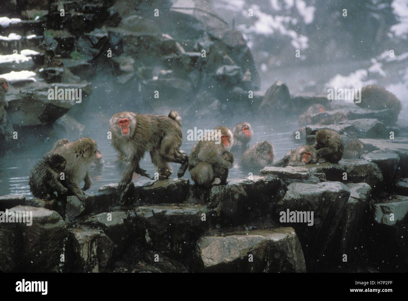 Japanese Macaque (Macaca fuscata) troop in hot springs, Japan Stock ...