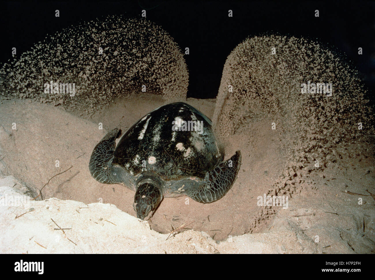 Green Sea Turtle (Chelonia mydas) female digging nest in sand ...