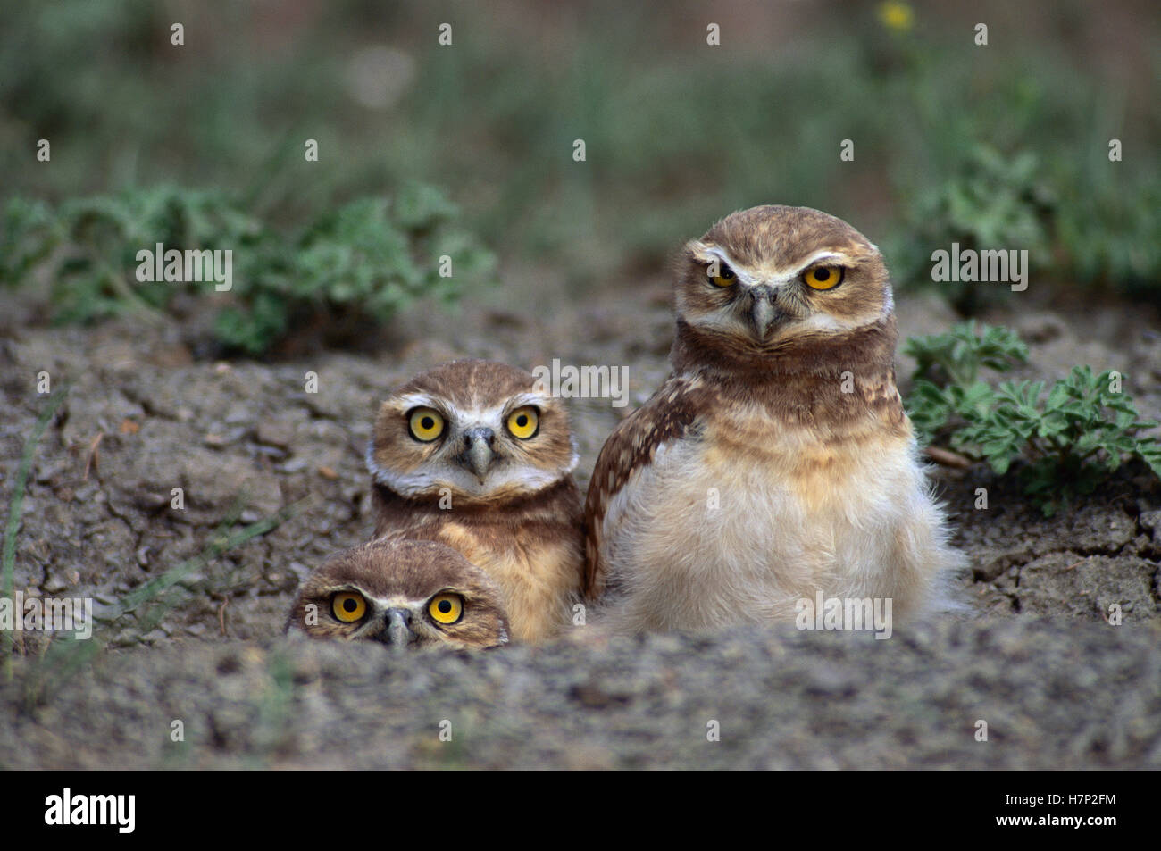 Burrowing Owl (Athene cunicularia) trio peeking out of burrow in ...