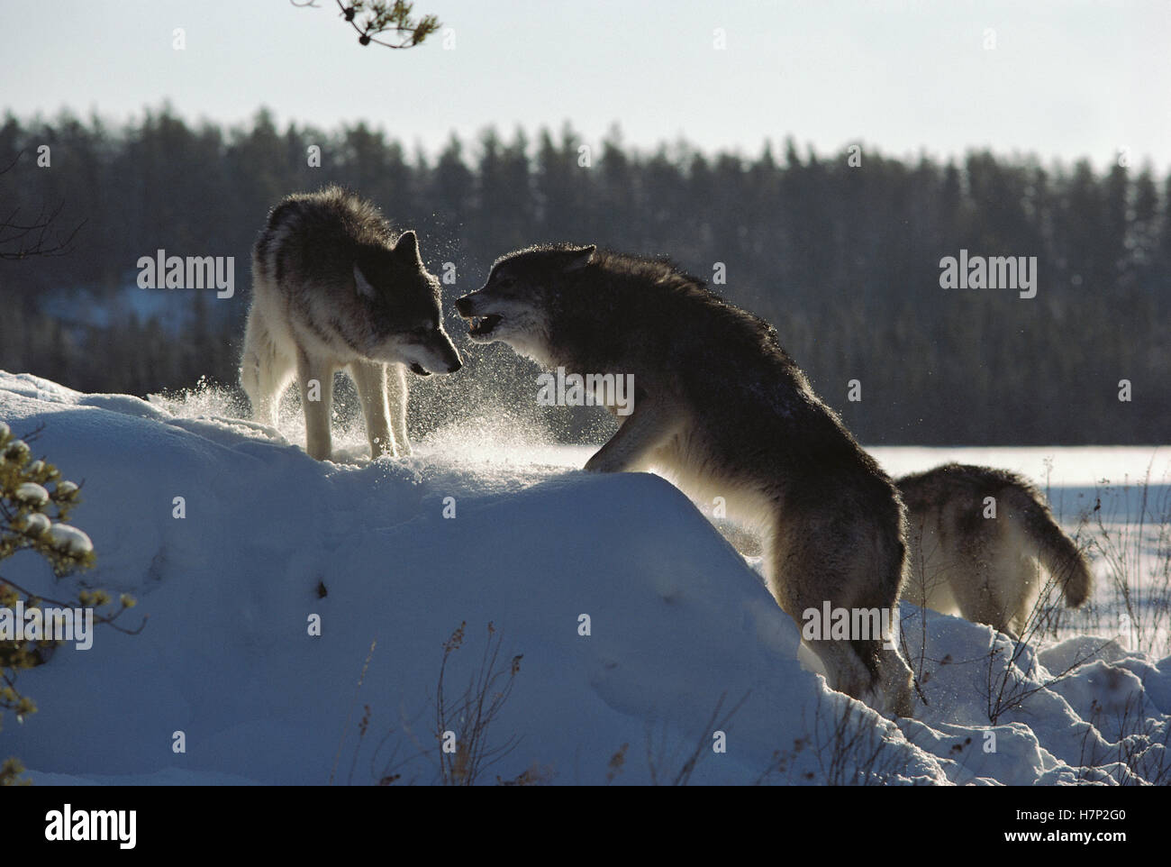 Timber Wolf (Canis lupus) pair in snow displaying aggression, Minnesota ...