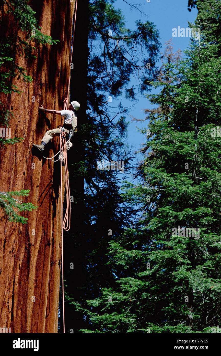 Giant Sequoia (Sequoiadendron giganteum) climbed by Steve Sillett as ...