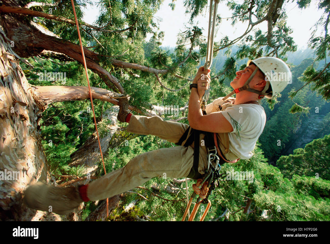 Giant Sequoia (Sequoiadendron giganteum) climbed by Steve Sillett as ...
