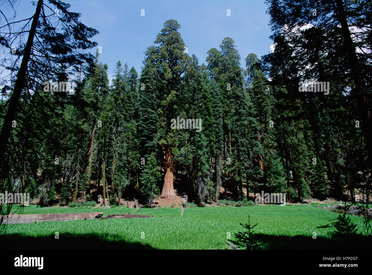 Giant Sequoia (Sequoiadendron giganteum) grove, Sequoia National Park ...