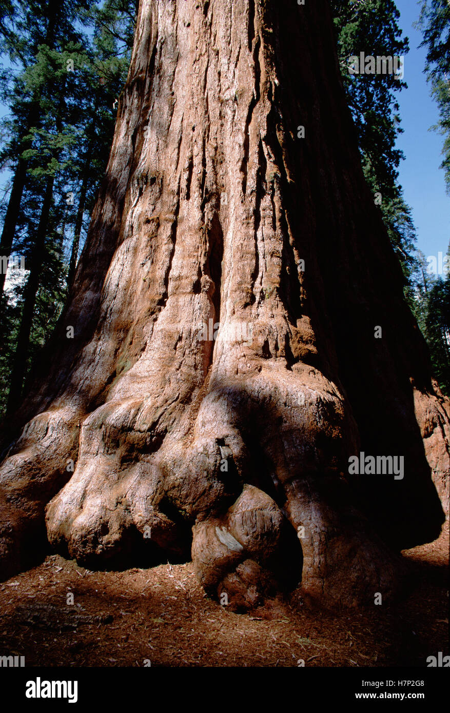 Giant Sequoia (Sequoiadendron giganteum) trunk, Sequoia National Park, California Stock Photo ...