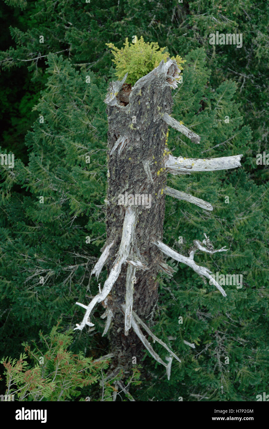 Snags host plants which often have nowhere else to live, Wind River ...