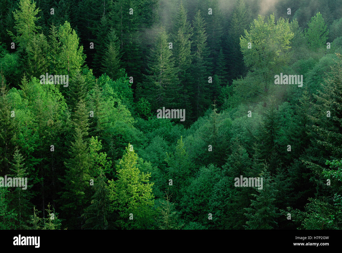Aerial view of conifer forest along lower slopes of Mt Saint Helens ...