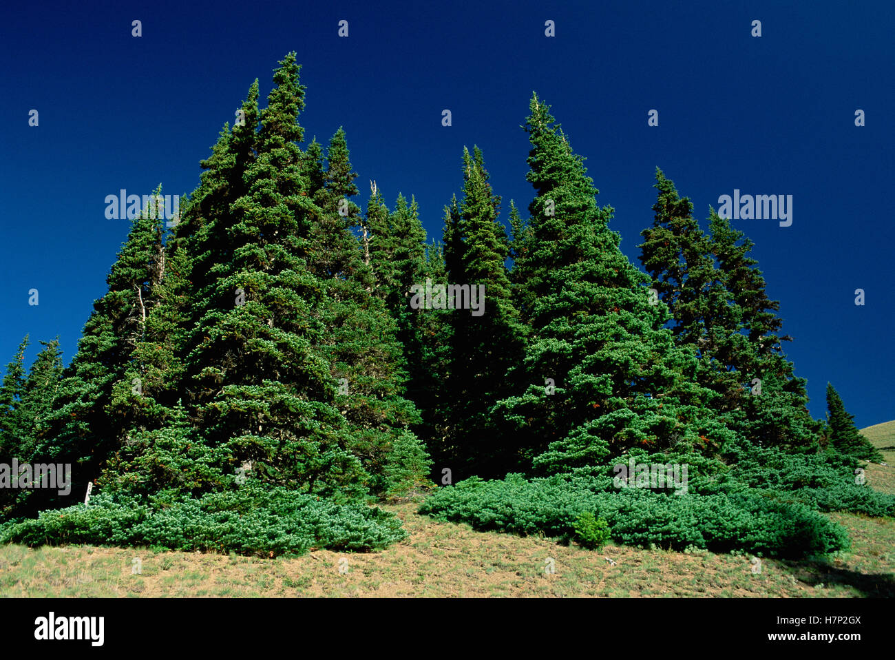 Subalpine Fir (Abies lasiocarpa) trees on hurricane ridge, Olympic ...