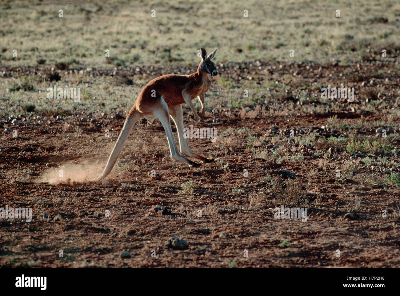 Red Kangaroo (Macropus rufus) hopping, Australia Stock Photo - Alamy