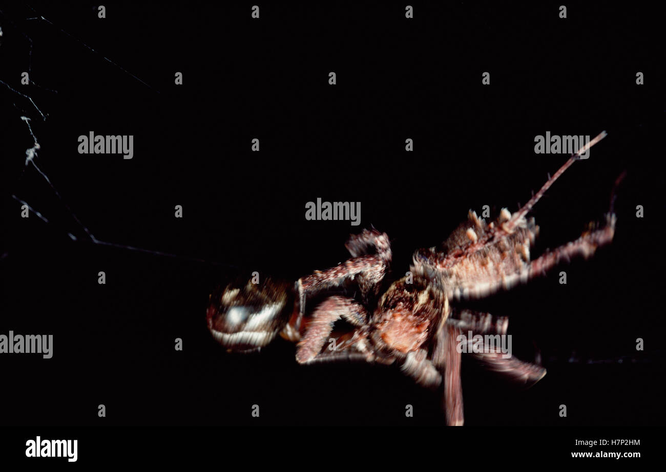 Jumping Spider (Achaearanea camura) is lured out of its nest by ...