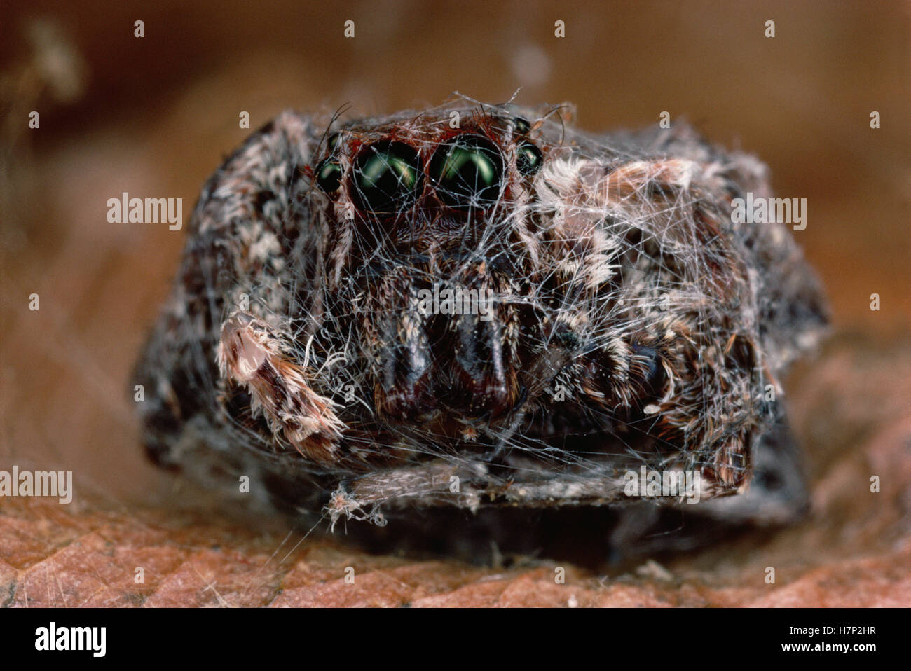 Jumping Spider (Portia fimbriata) is trapped in sticky silk by Spider ...