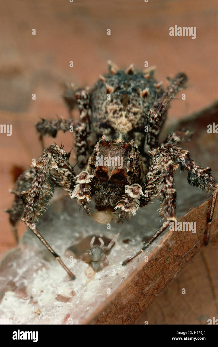 Jumping Spider (Portia fimbriata) eating spiderlings and eggs of her ...