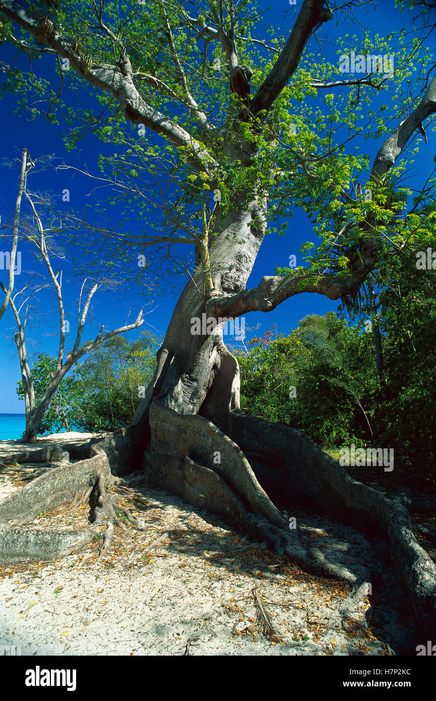 Tree on beach showing buttressed roots, Saint John Island, Virgin ...