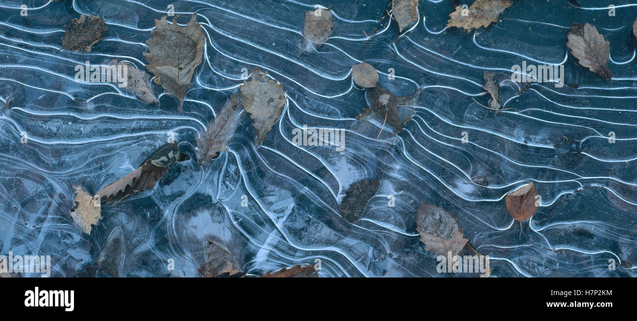 Leaves frozen into ice pattern, Nagano, Japan Stock Photo - Alamy
