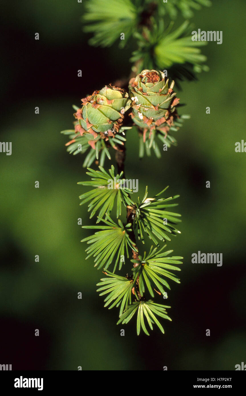Larch (Larix leptolepis) branch with cones, Nagano, Japan Stock Photo ...