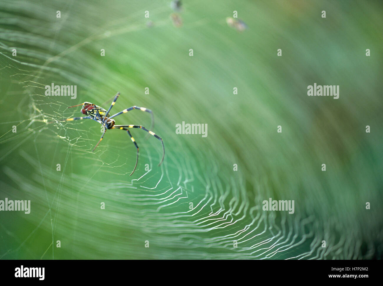 Spider on web, Nagasaki, Japan Stock Photo - Alamy