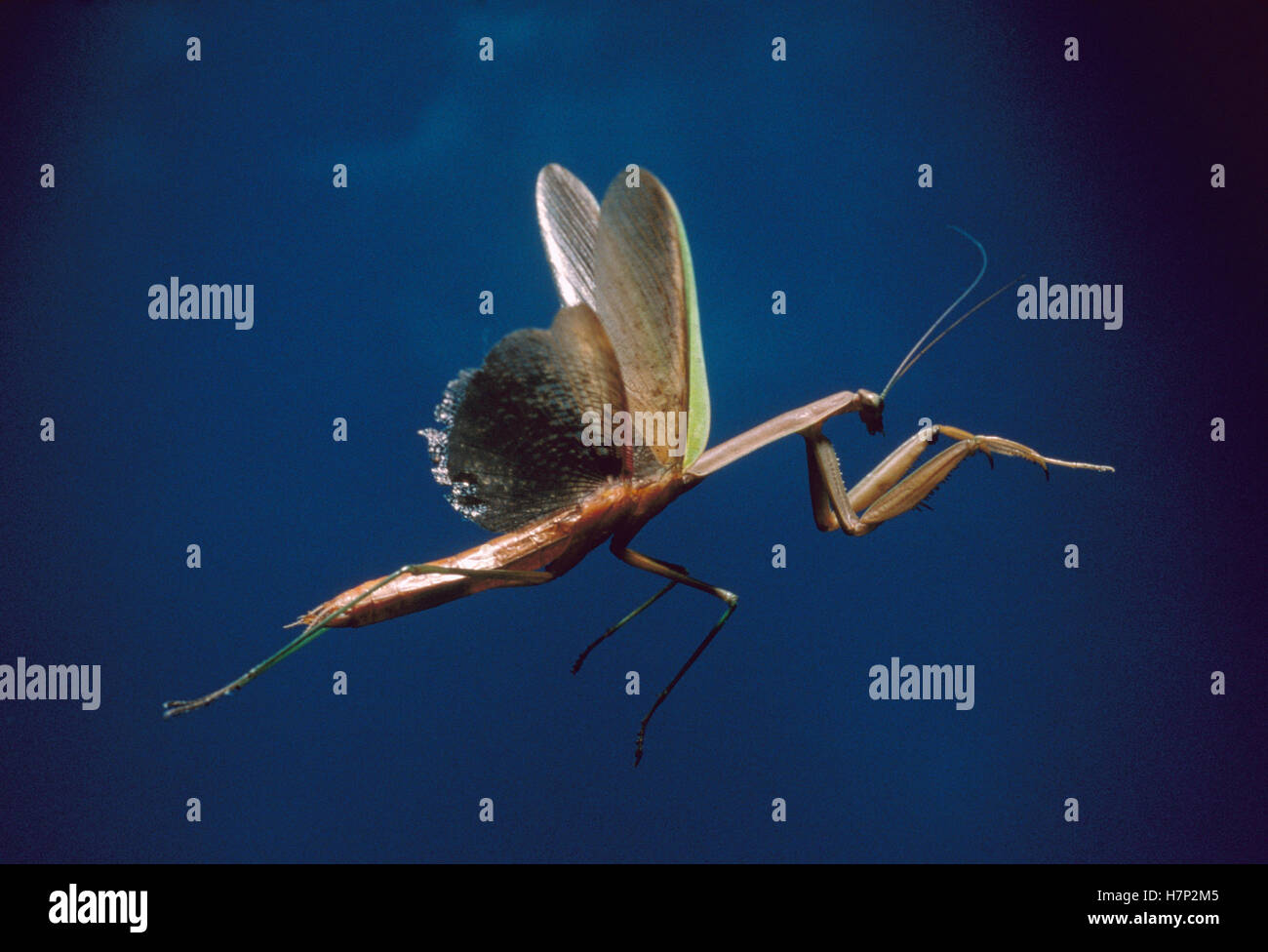 Praying Mantis (Mantis sp) flying, Ibaraki, Japan Stock Photo - Alamy