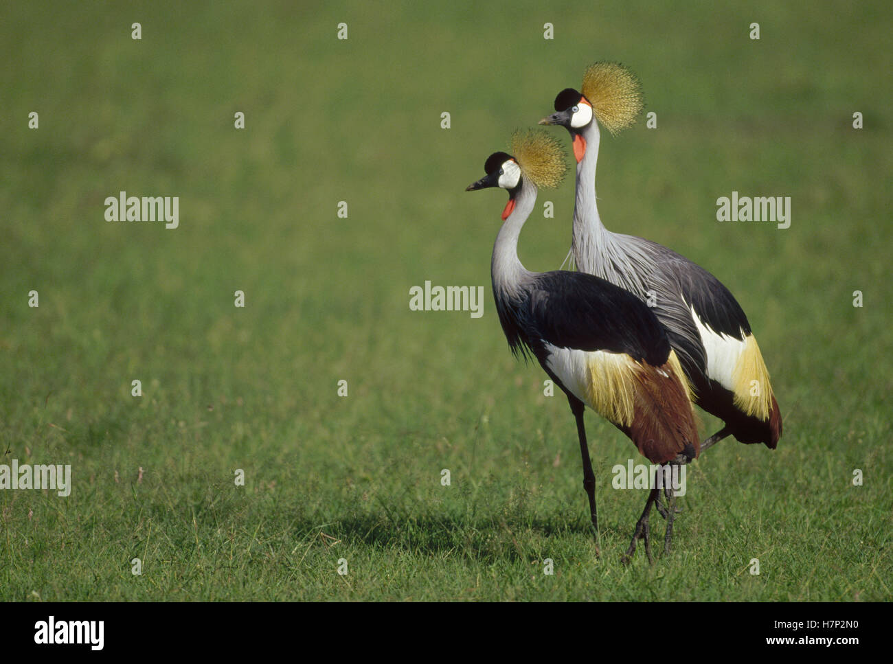 Grey Crowned Crane (Balearica regulorum) pair, Masai Mara National ...