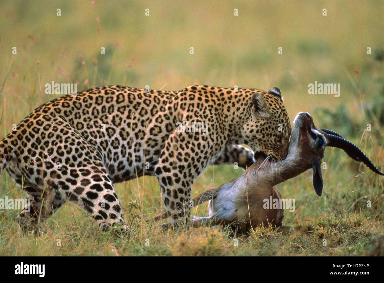 Leopard (Panthera pardus) suffocating an Impala (Aepyceros melampus ...