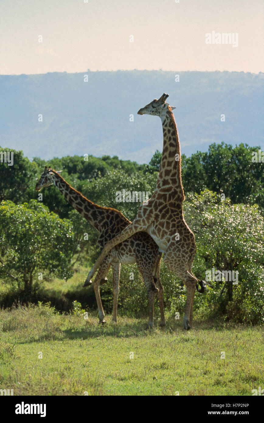 Giraffe (Giraffa camelopardalis) couple mating, Masai Mara, Kenya Stock ...