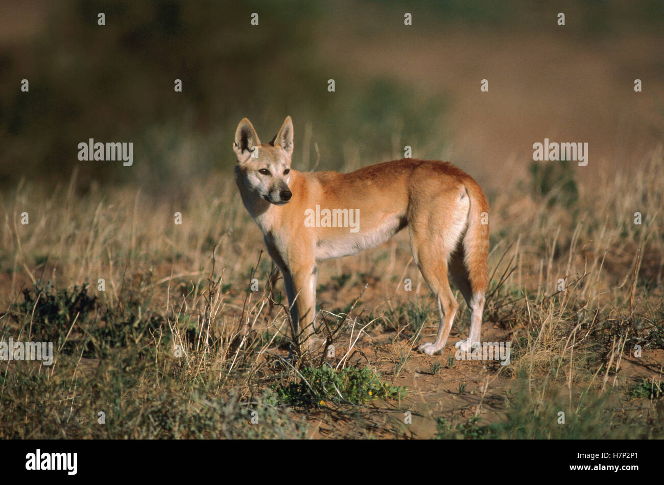 Dingo (Canis lupus dingo) portrait, Simpson Desert, Australia Stock ... Dingo (Canis lupus dingo) portrait, Simpson Desert, Australia Stock ...