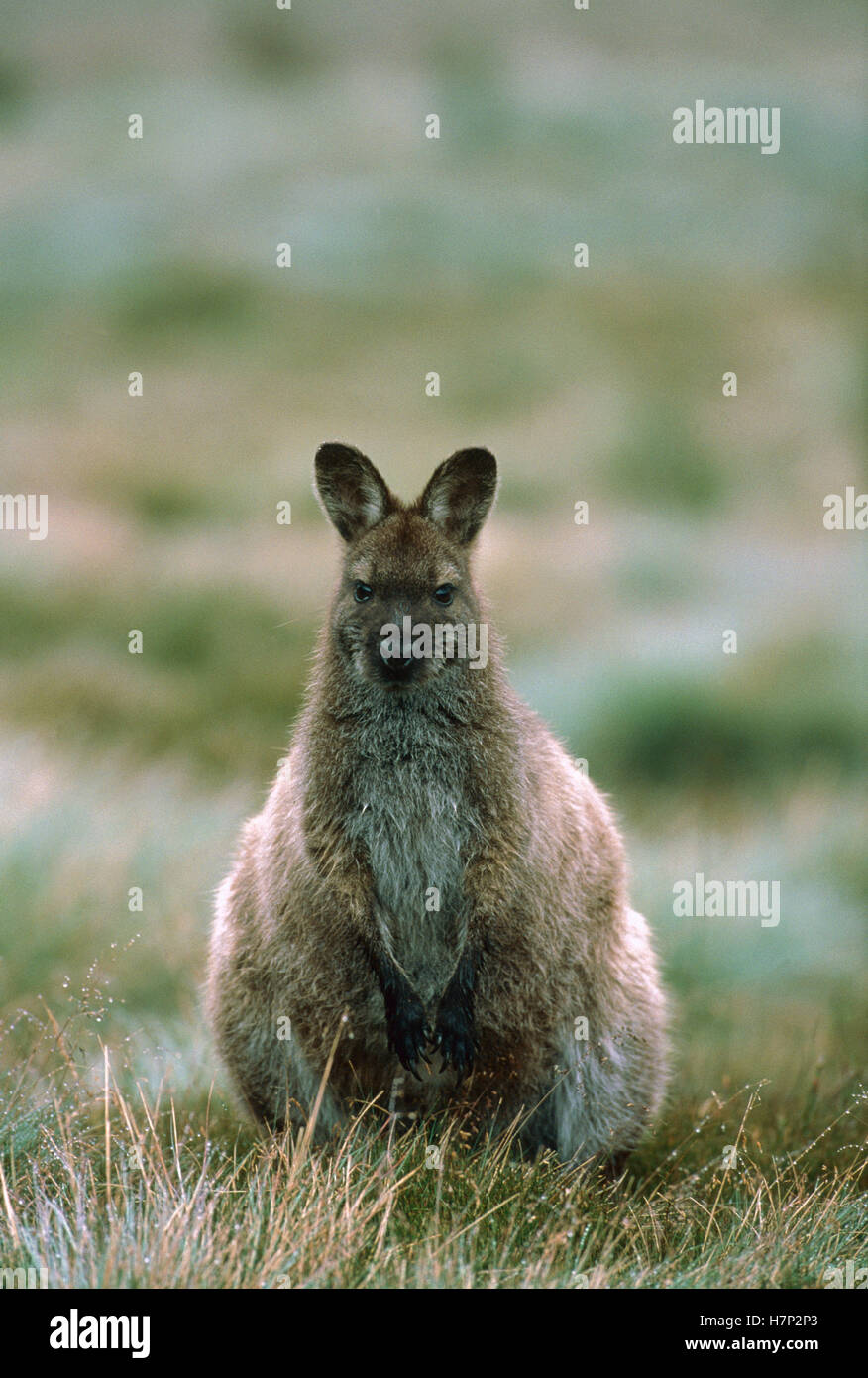 Red-necked Wallaby (Macropus rufogriseus) portrait, Cradle Mountain ...