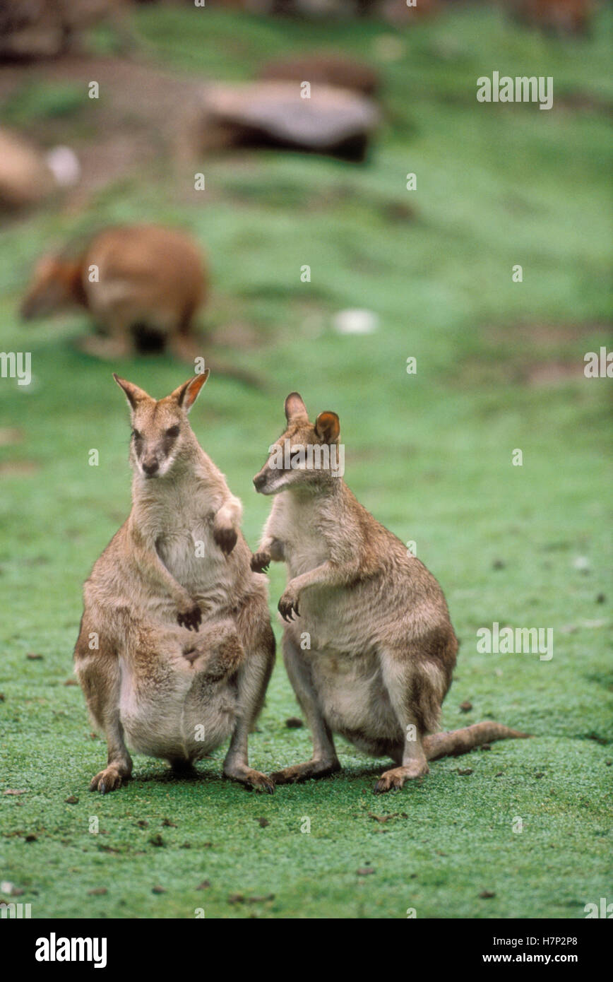Agile Wallaby (Macropus agilis) pair, Australia Stock Photo - Alamy