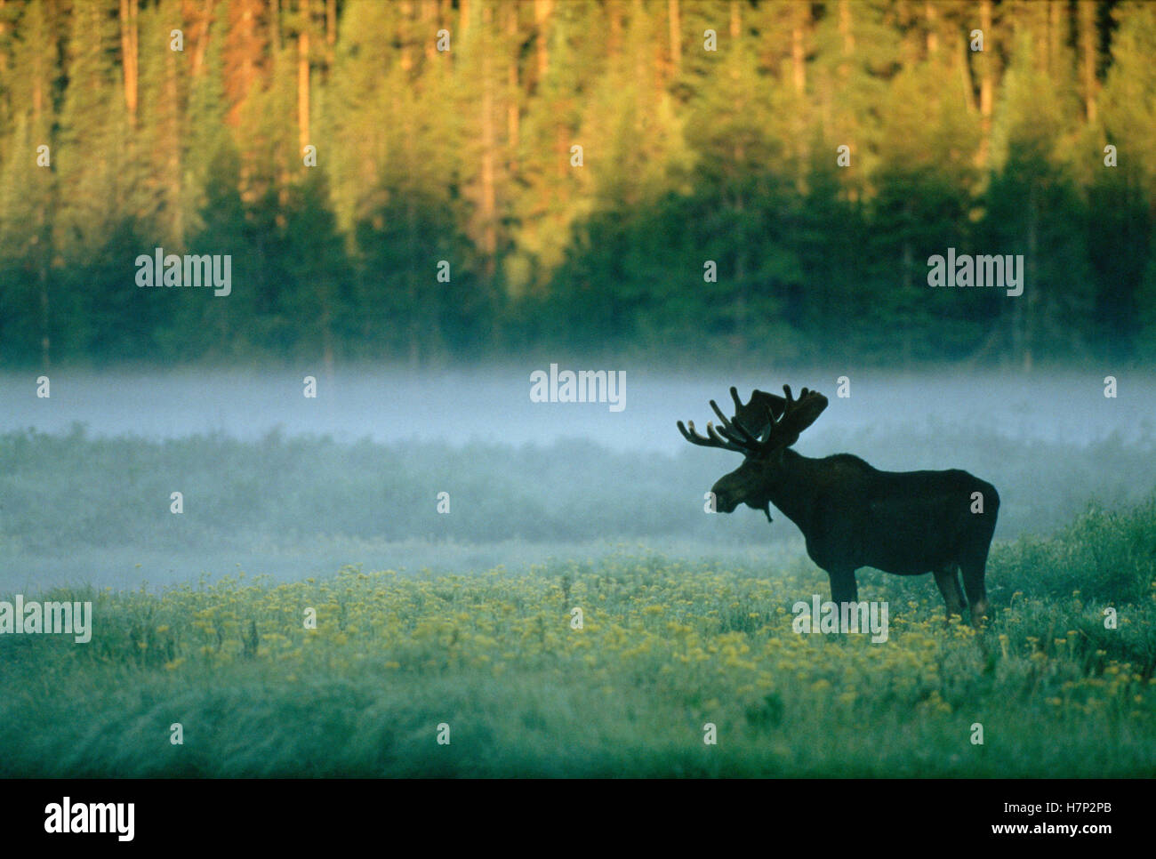 Moose (Alces alces shirasi) standing along a misty riverbank ...