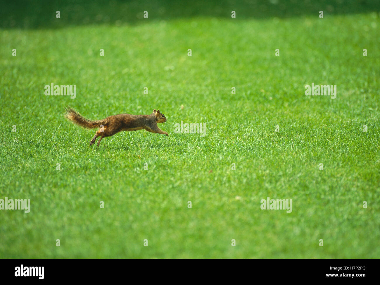 Eastern Fox Squirrel (Sciurus niger) running across grass, Denver ...