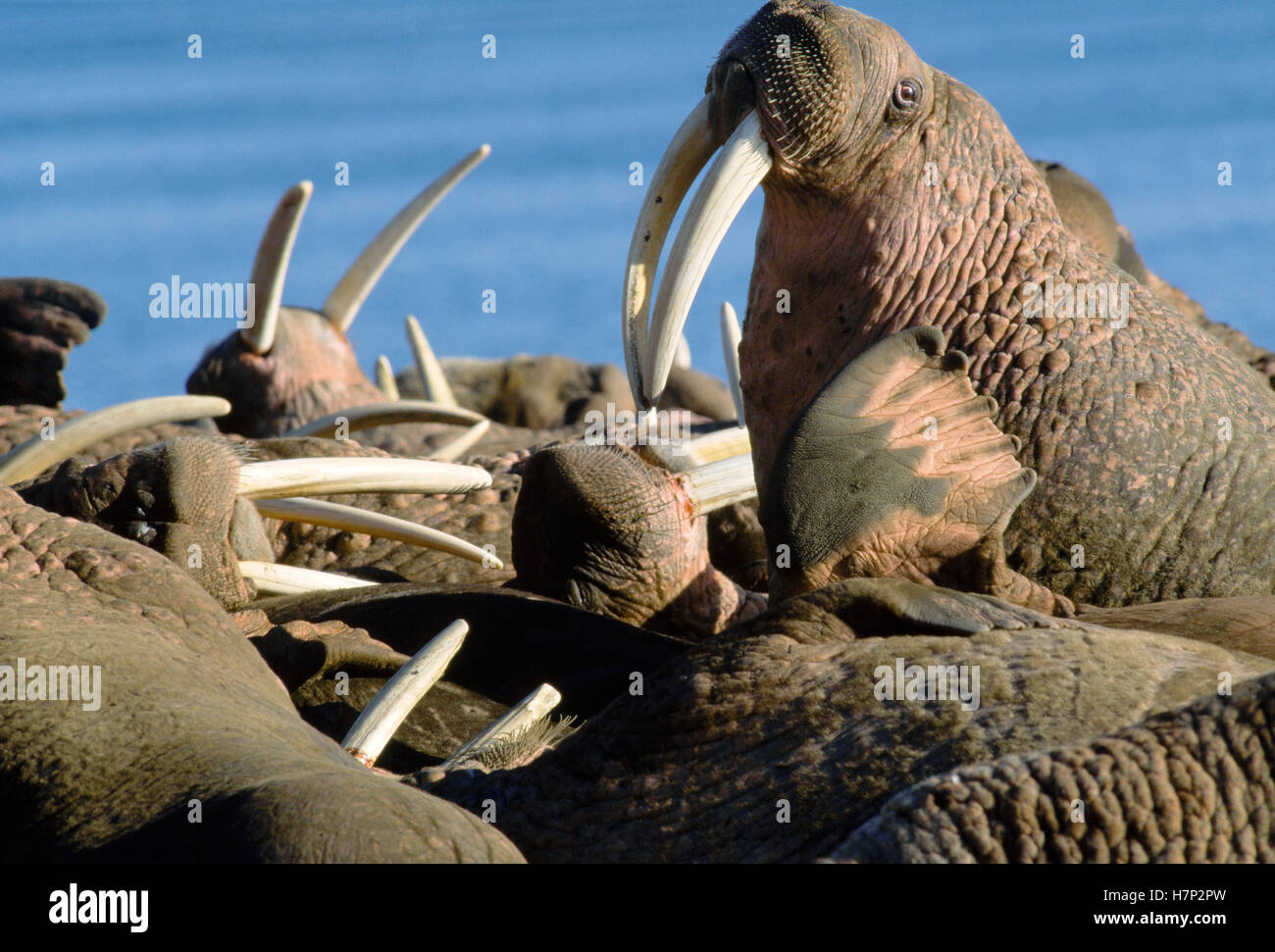 Pacific Walrus (Odobenus rosmarus divergens) colony, Siberia, Russia ...