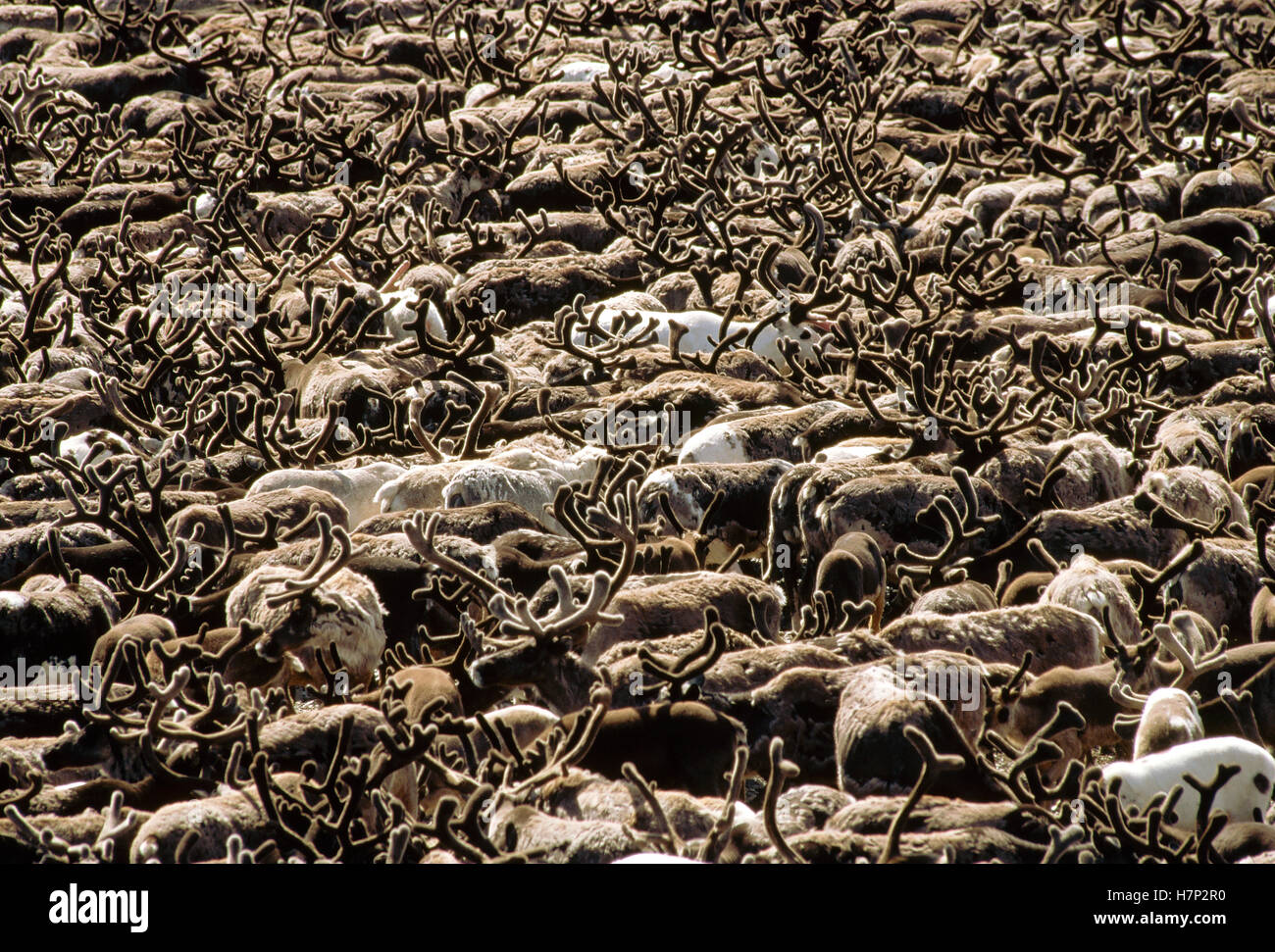 Caribou (Rangifer tarandus) herd, Siberia, Russia Stock Photo - Alamy