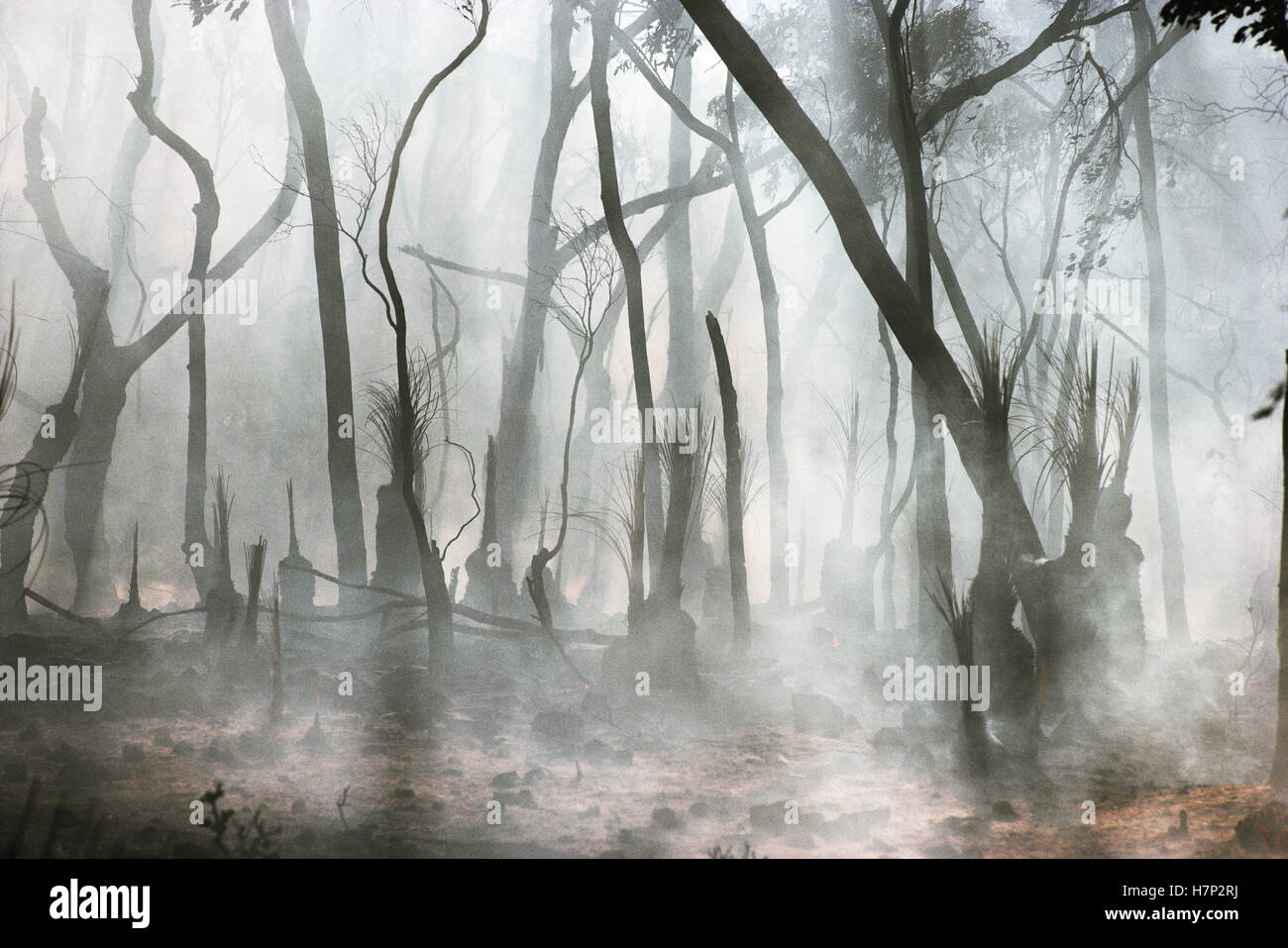 Smoking rainforest after a natural forest fire, Kangaroo Island ...
