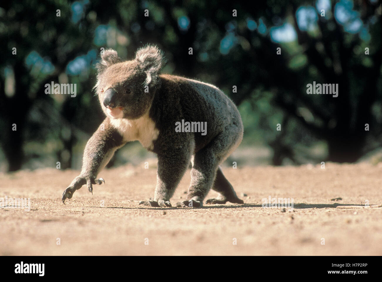 Koala (Phascolarctos cinereus) male crossing the forest floor, Kangaroo ...