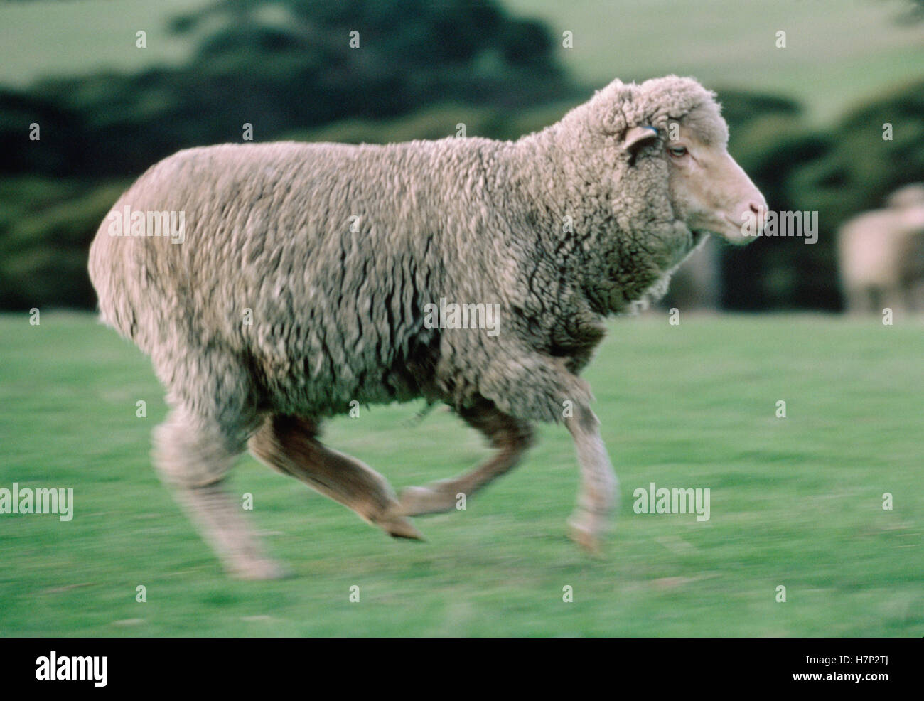 Domestic Sheep (Ovis aries) running, Kangaroo Island, Australia Stock ...