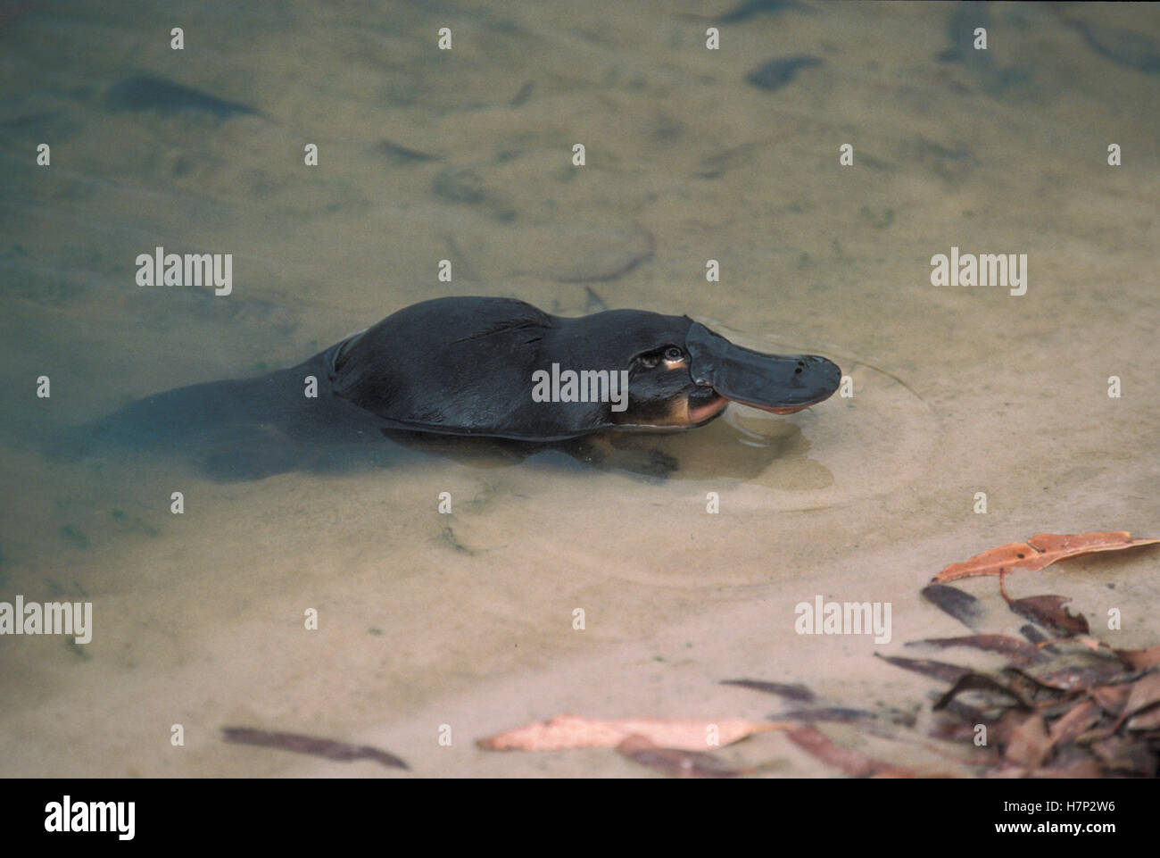 Platypus (Ornithorhynchus anatinus) on shoreline, Kangaroo Island ...