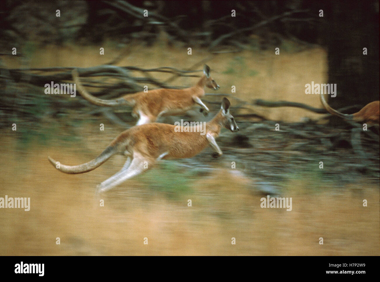 Red Kangaroo (Macropus rufus) hopping males, Kinchega National Park ...