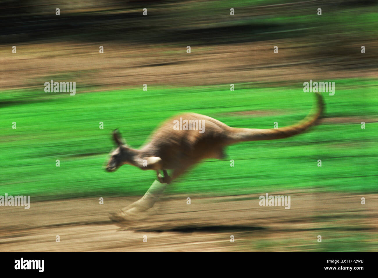 Red Kangaroo (Macropus rufus) hopping, Kinchega National Park ...