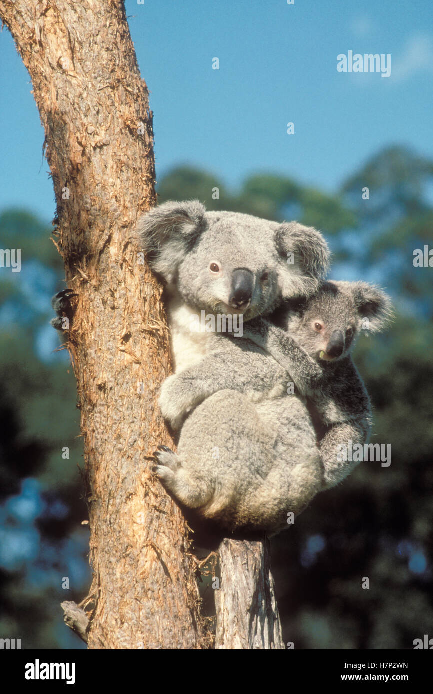 Koala (Phascolarctos cinereus) mother and young in tree, Australia ...
